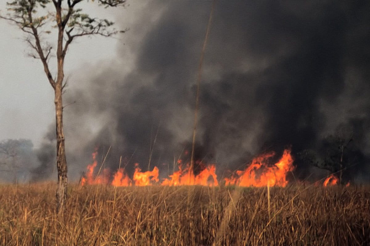 With increased forest fires, along with Covid, forest dwellers face the ...