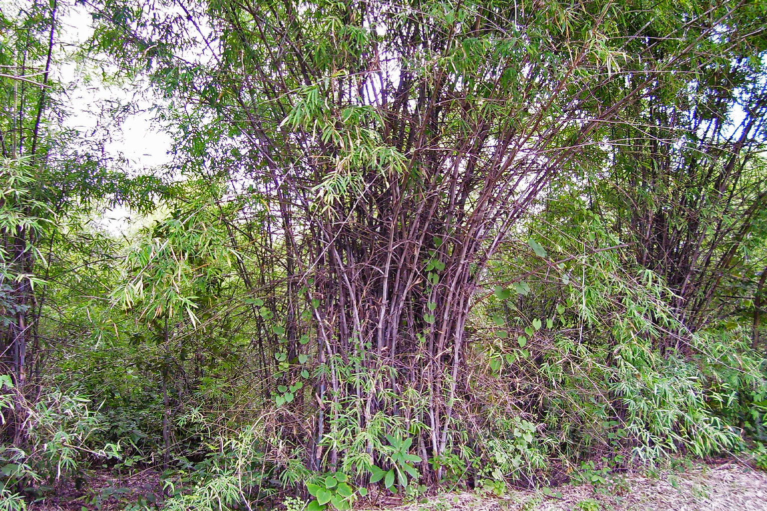 Bamboo forest regeneration efforts planned in Chhattisgarh