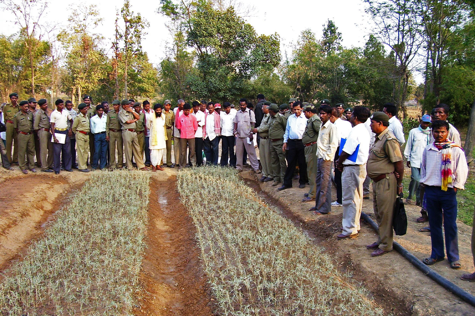 Bamboo forest regeneration efforts planned in Chhattisgarh