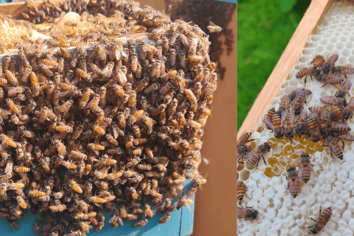 What is Thai sacbrood virus and why does it affect bee colonies?