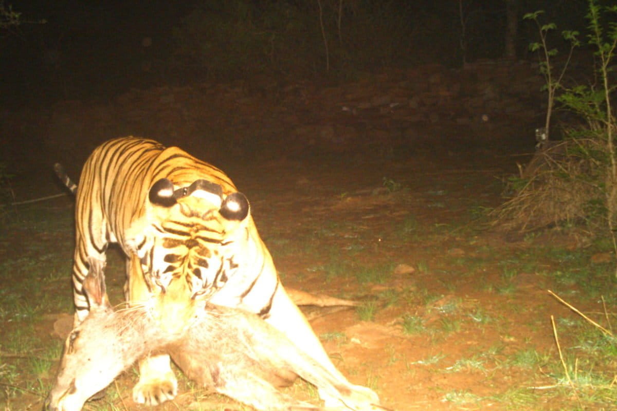 Male tiger in Panna demonstrates rare behaviour by caring for cubs