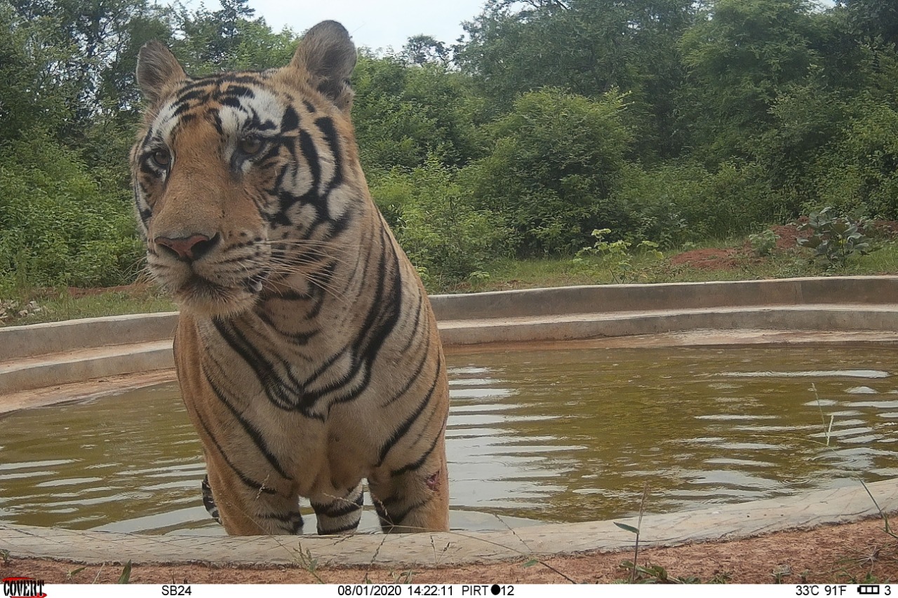 Longest dispersal of a female tiger recorded in Central India