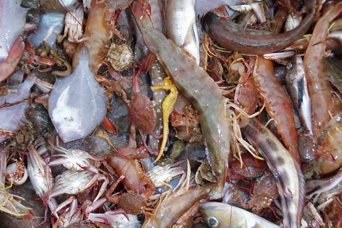 Millions of seahorses caught as bycatch in Indian shores