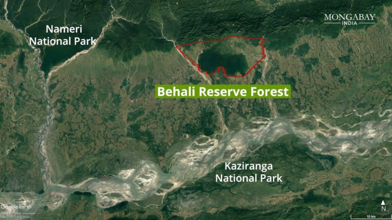 Neglect shrouds Behali Reserve Forest’s biodiversity