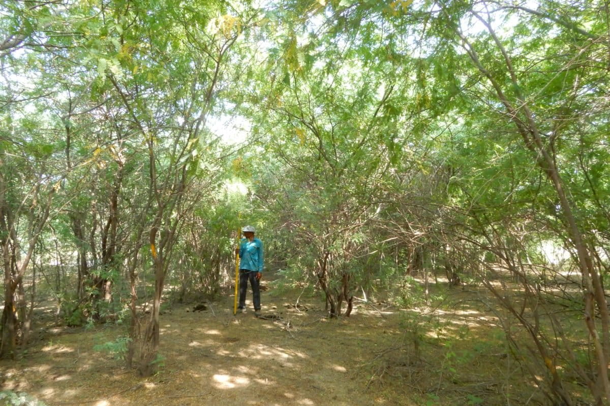 Large-scale removal of Banni's invasive ‘mad tree’ Prosopis is not the ...