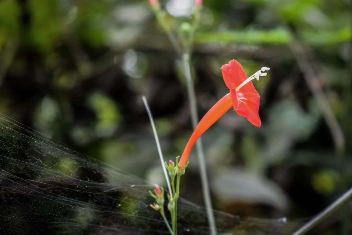 [Commentary] We know the problem of alien invasive species, but are we ...