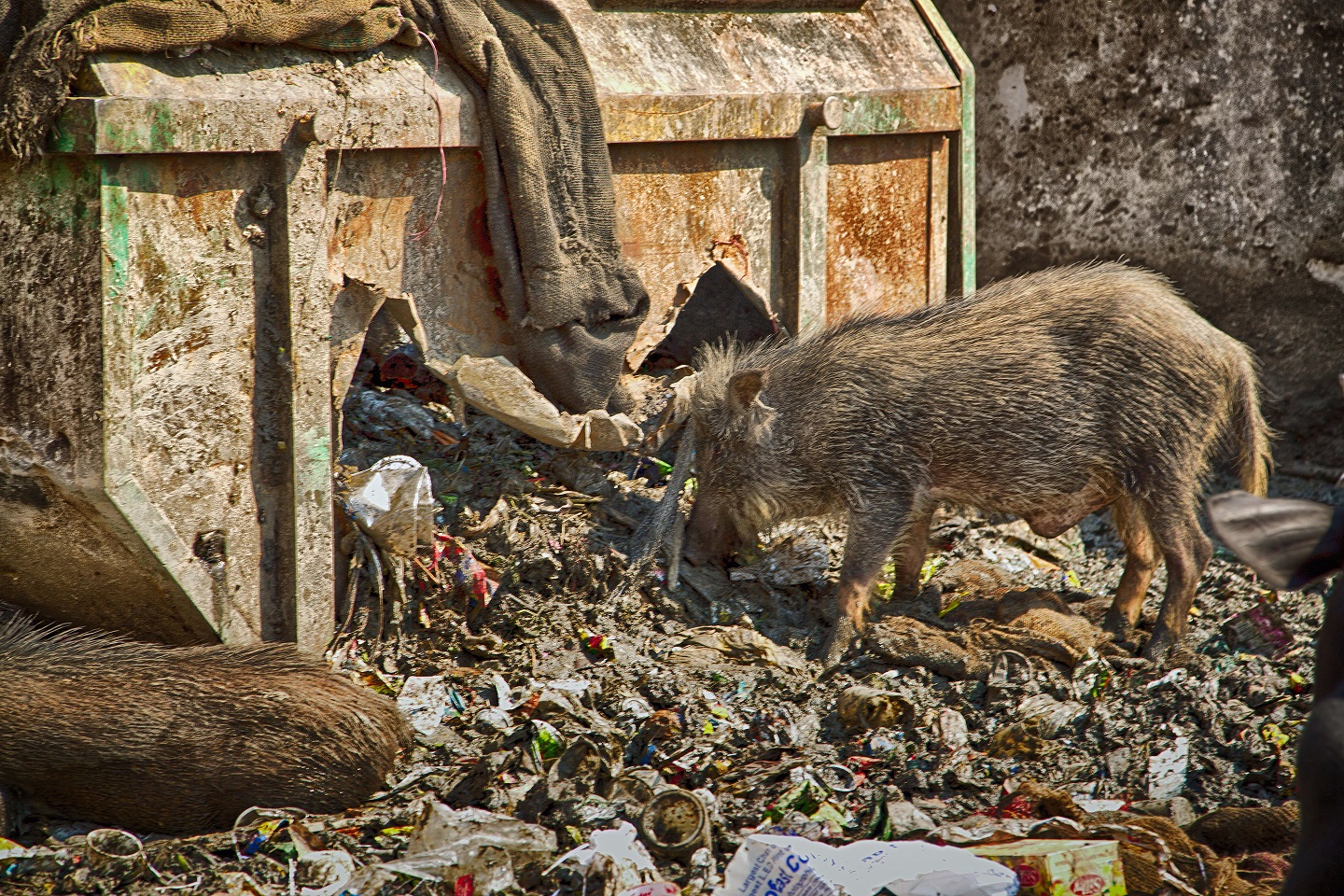 Goa considers declaring crop raiding wild boar as 'vermin'