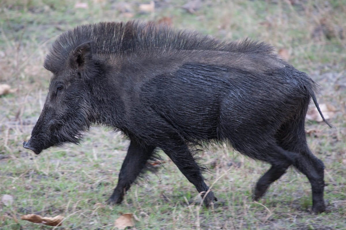 Goa considers declaring crop raiding wild boar as 'vermin'