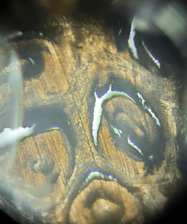 Assam to destroy nearly 2500 seized rhino horns in anti-poaching message