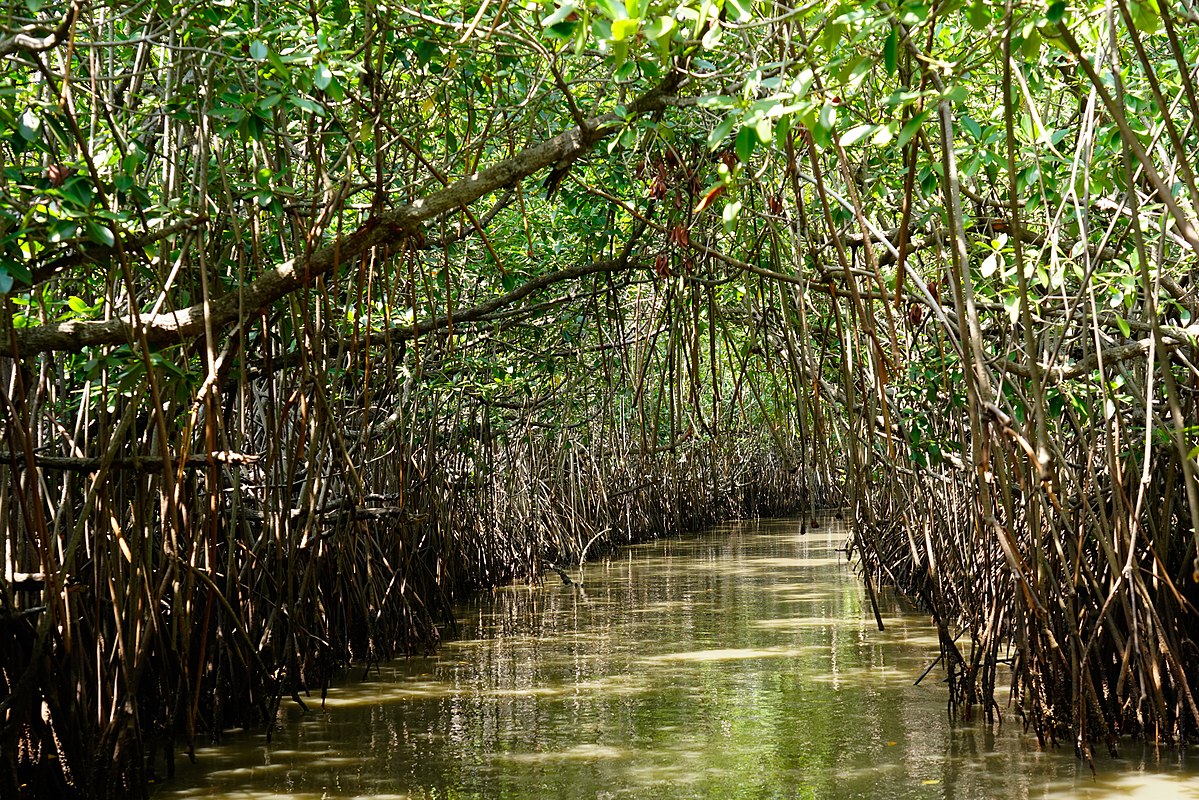 How cyclones impact mangroves’ ability to soak up carbon dioxide