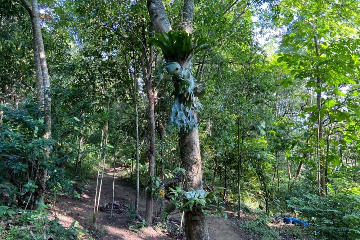 Protecting Punshilok forest on a hill in Imphal