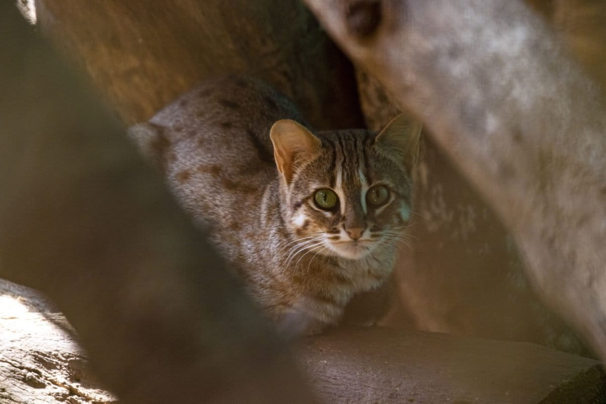 Learnings from rehabilitating the world's smallest wild cat