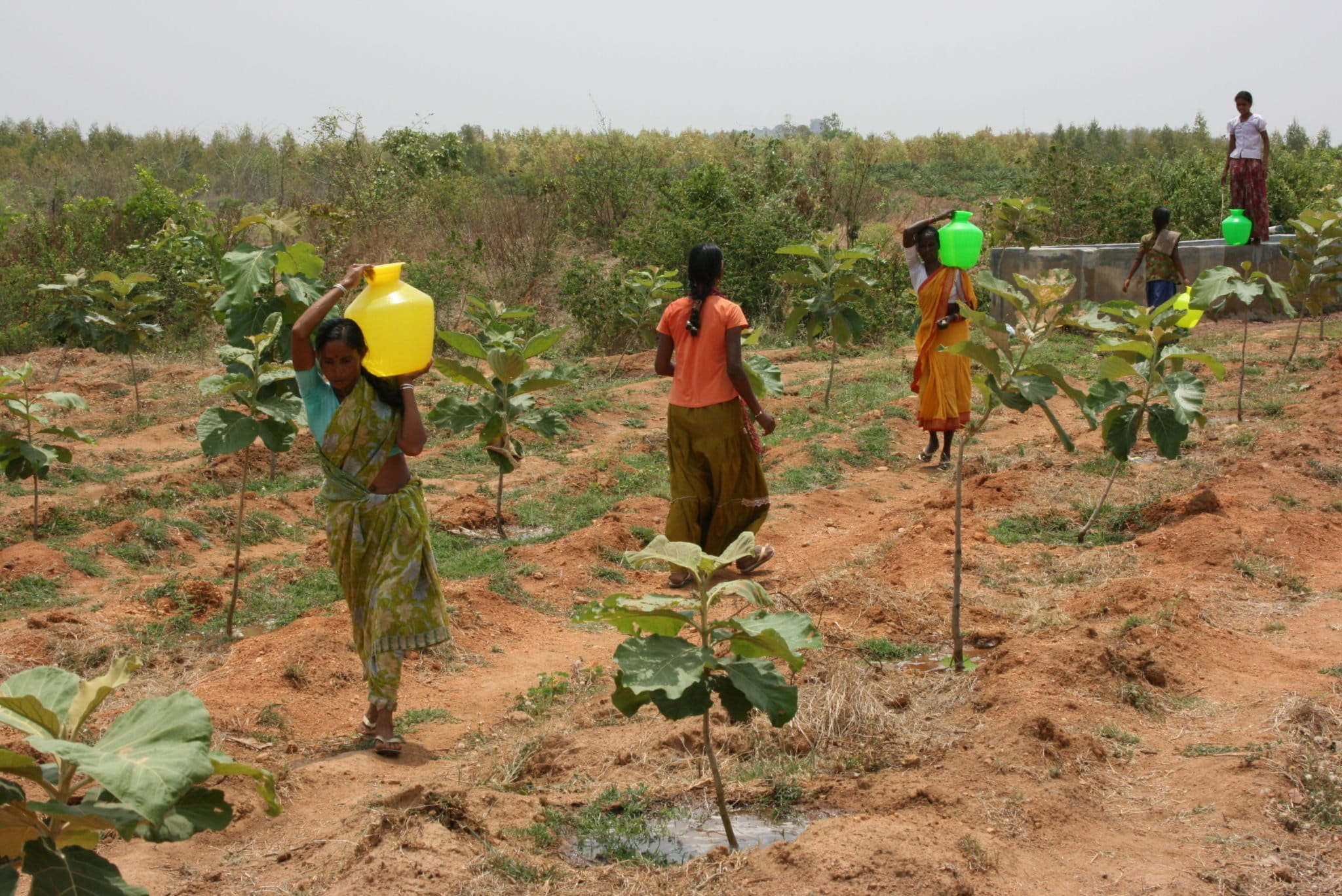 [Commentary] Forest restoration: challenges and opportunities for India