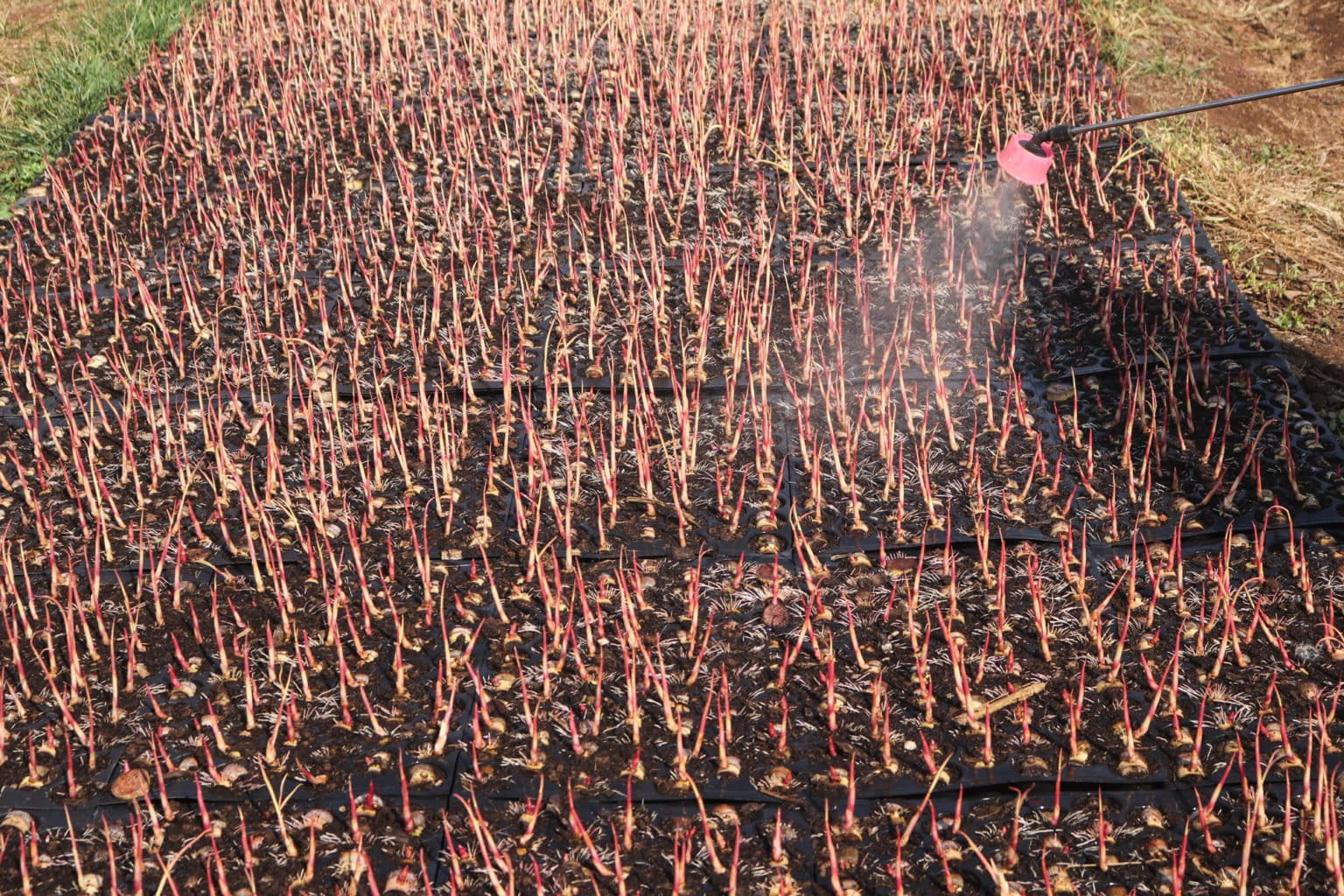 Lessons from a farmer who switched to organic sugarcane farming