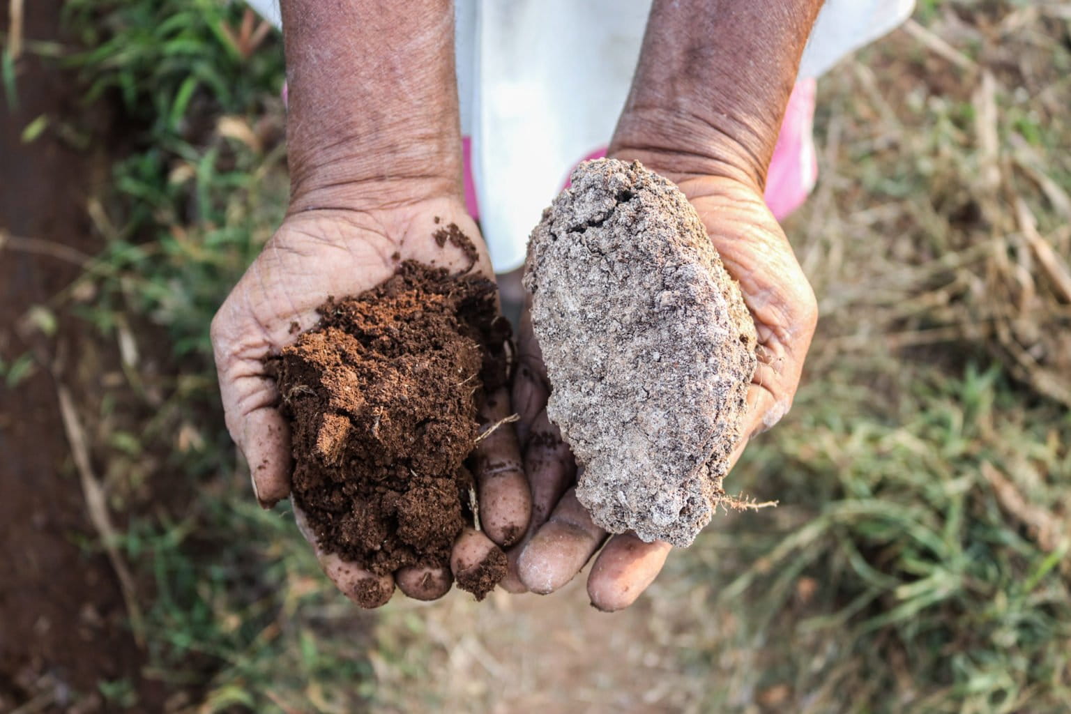 Lessons from a farmer who switched to organic sugarcane farming