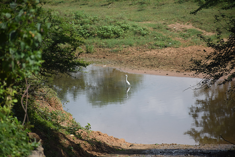 Borewells on the banks of Narmada are drying up, indicating concerning ...