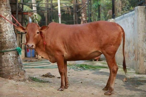 How Sosamma Iype became the icon of native cow breed conservation