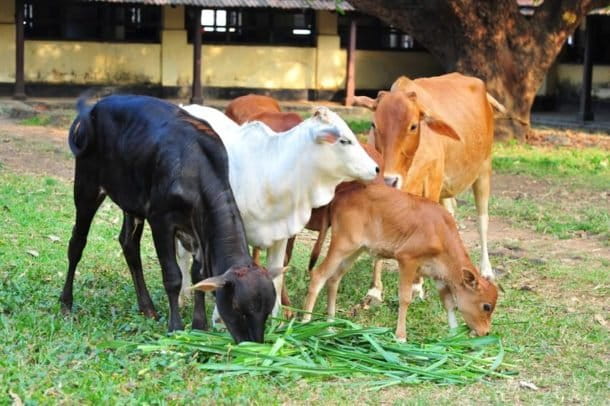 How Sosamma Iype became the icon of native cow breed conservation