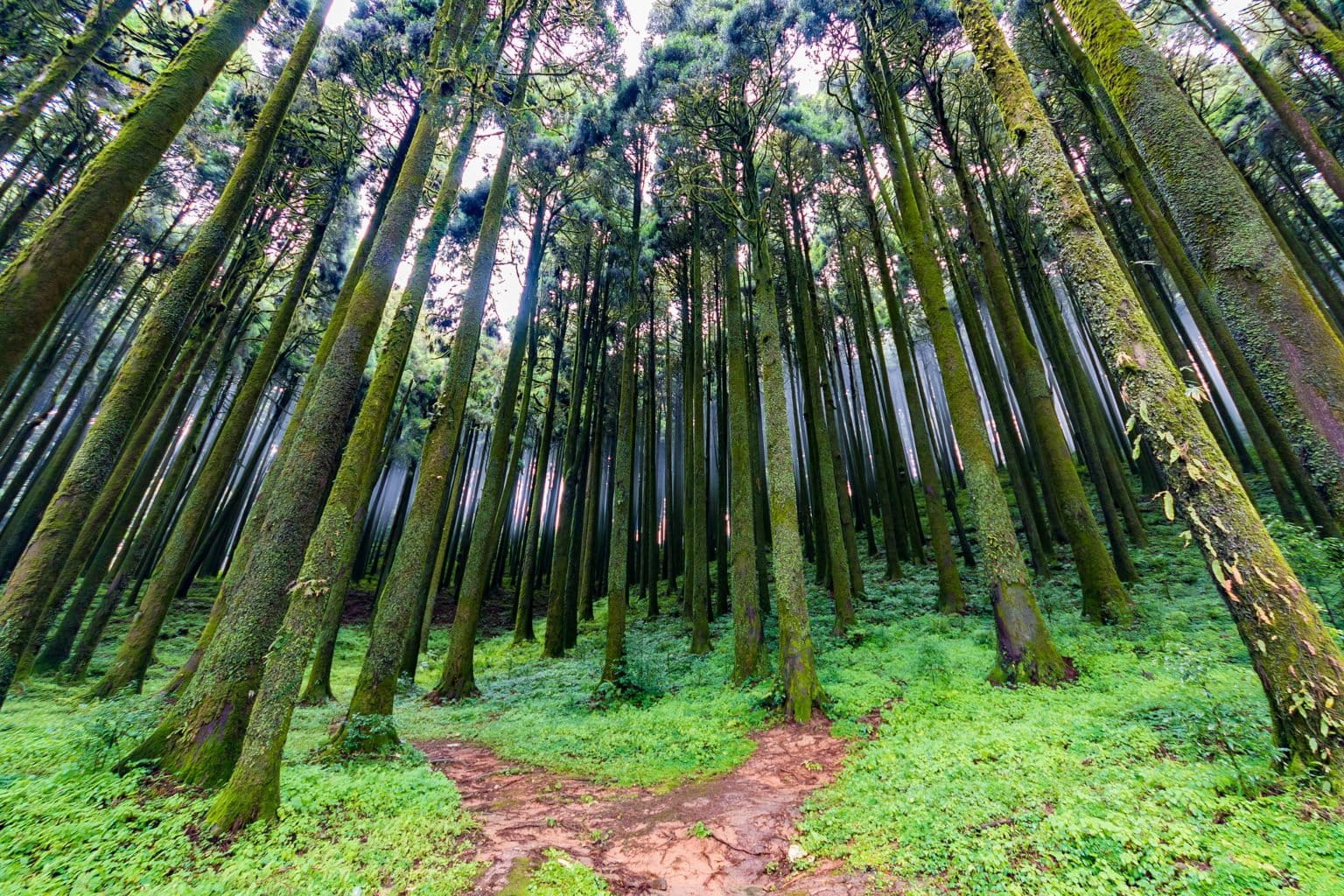 Wrong trees in wrong places wastes tree plantation budget, finds study