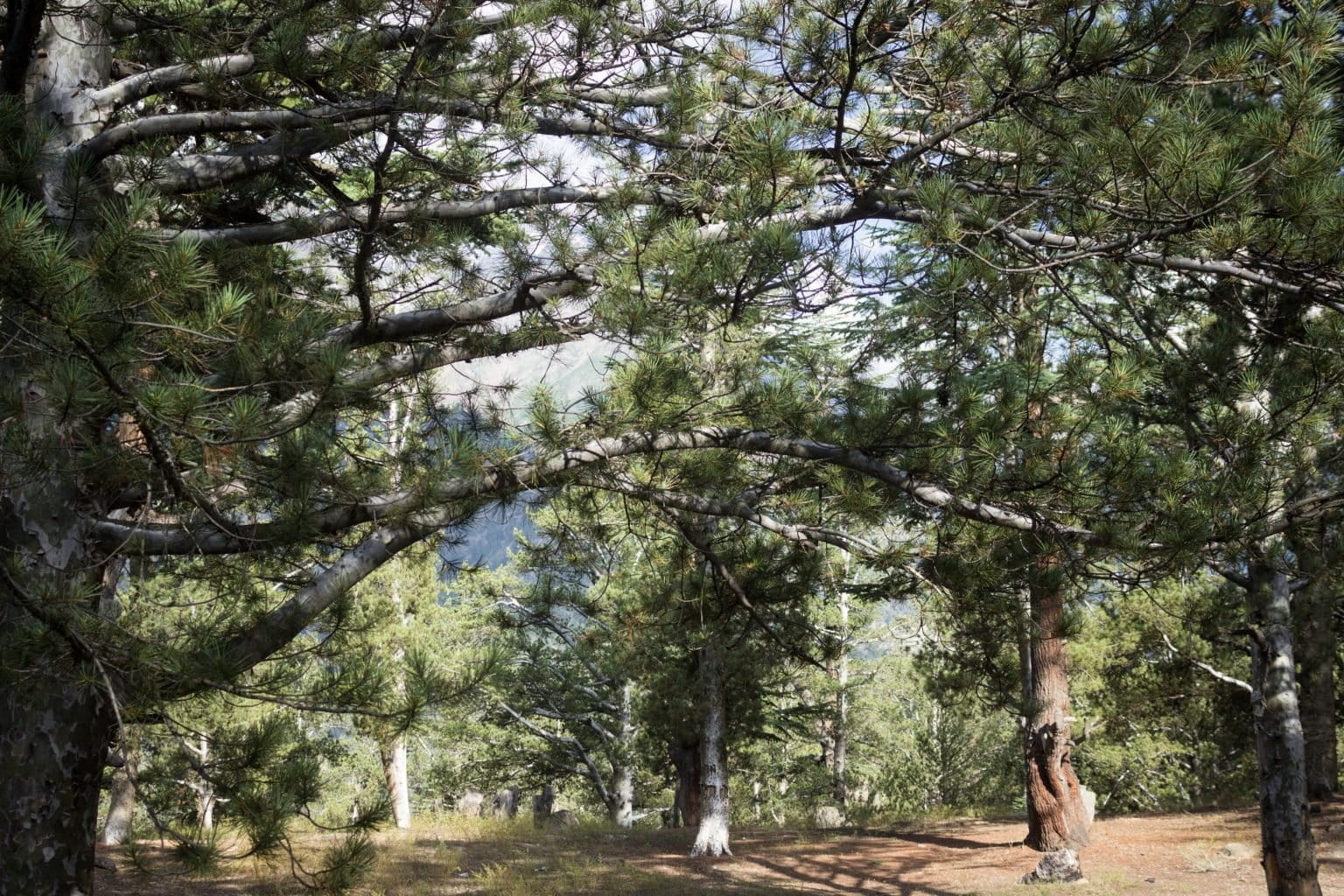 Series: Clean Energy