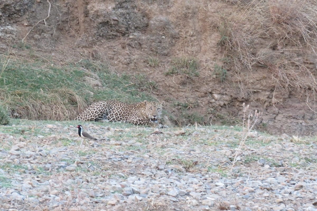 Chambal landscape is among last habitats for red-crowned roofed turtle