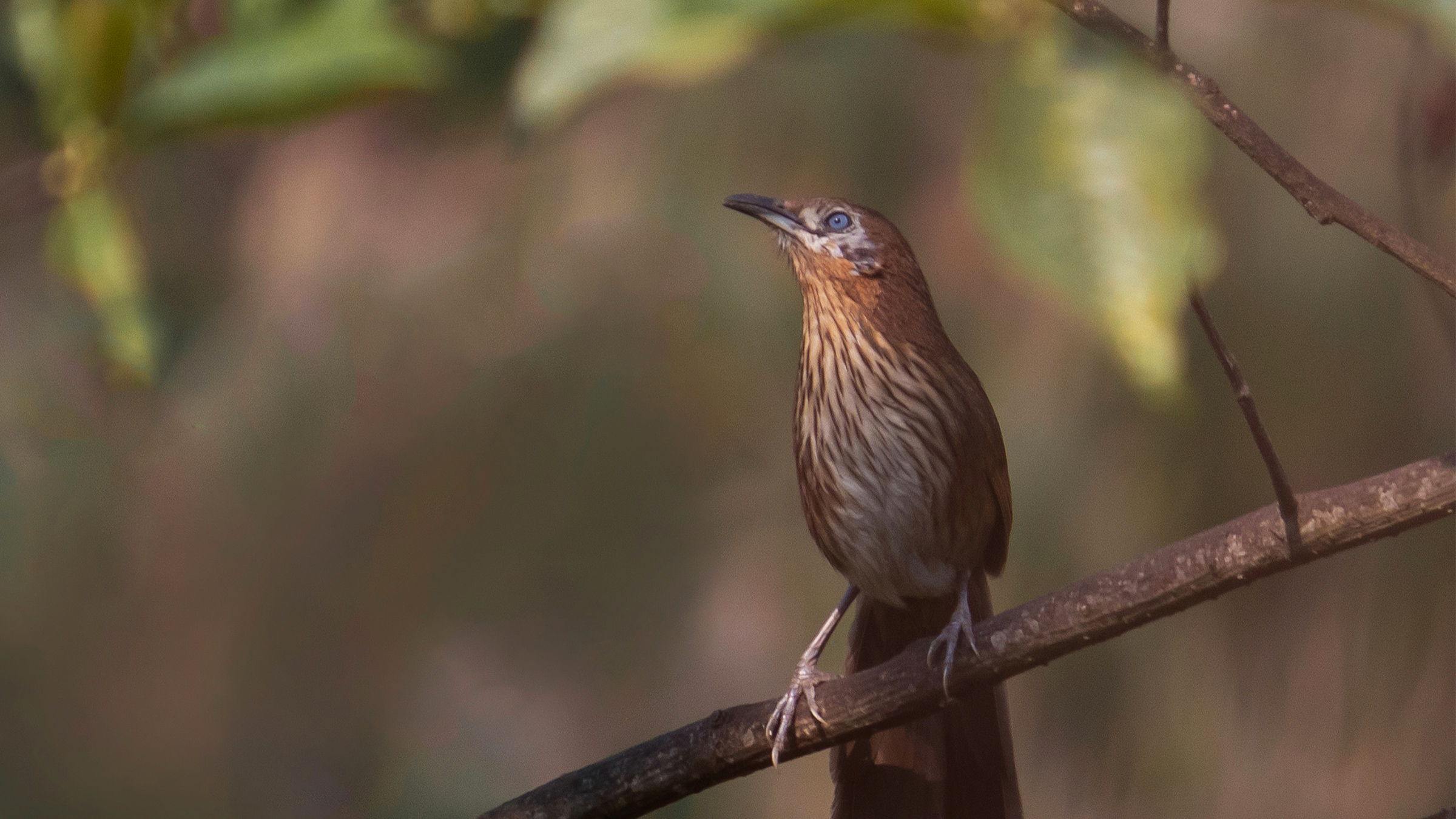 "Wildlife-friendly" infrastructure rules in Indian subcontinent miss ...