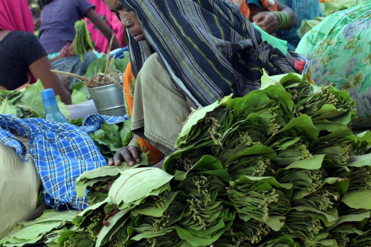 Low price from Govt. pushes tendu leaf collectors to explore open market