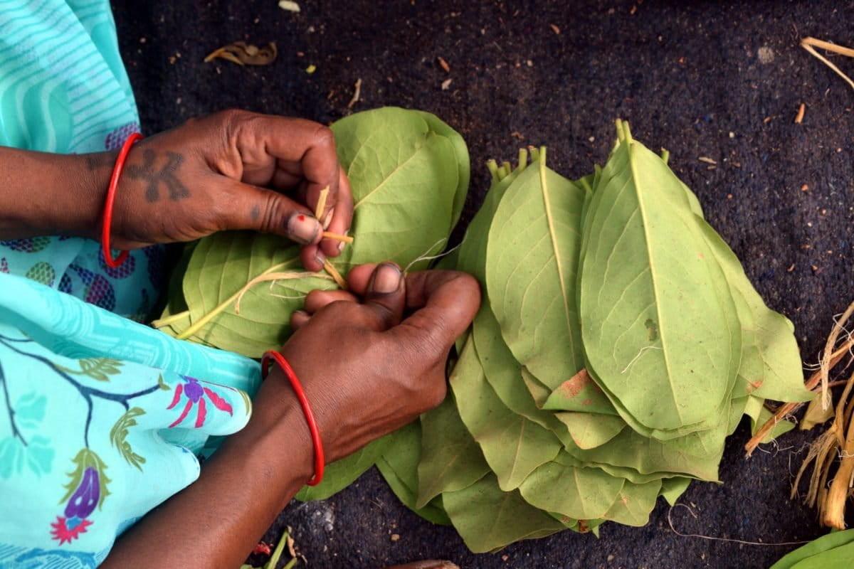 Low price from Govt. pushes tendu leaf collectors to explore open market