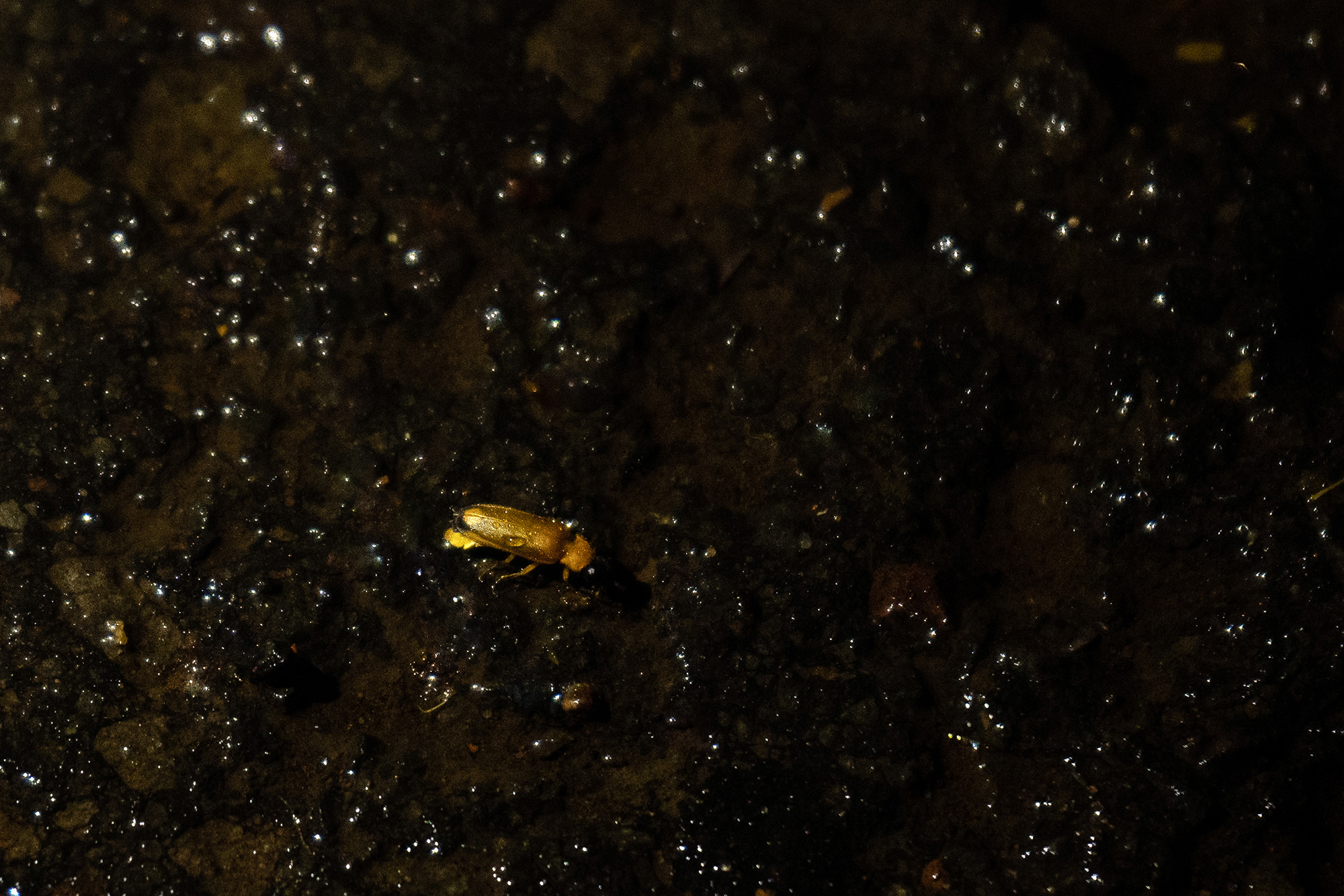 Dimming the glow of firefly festivals in Maharashtra