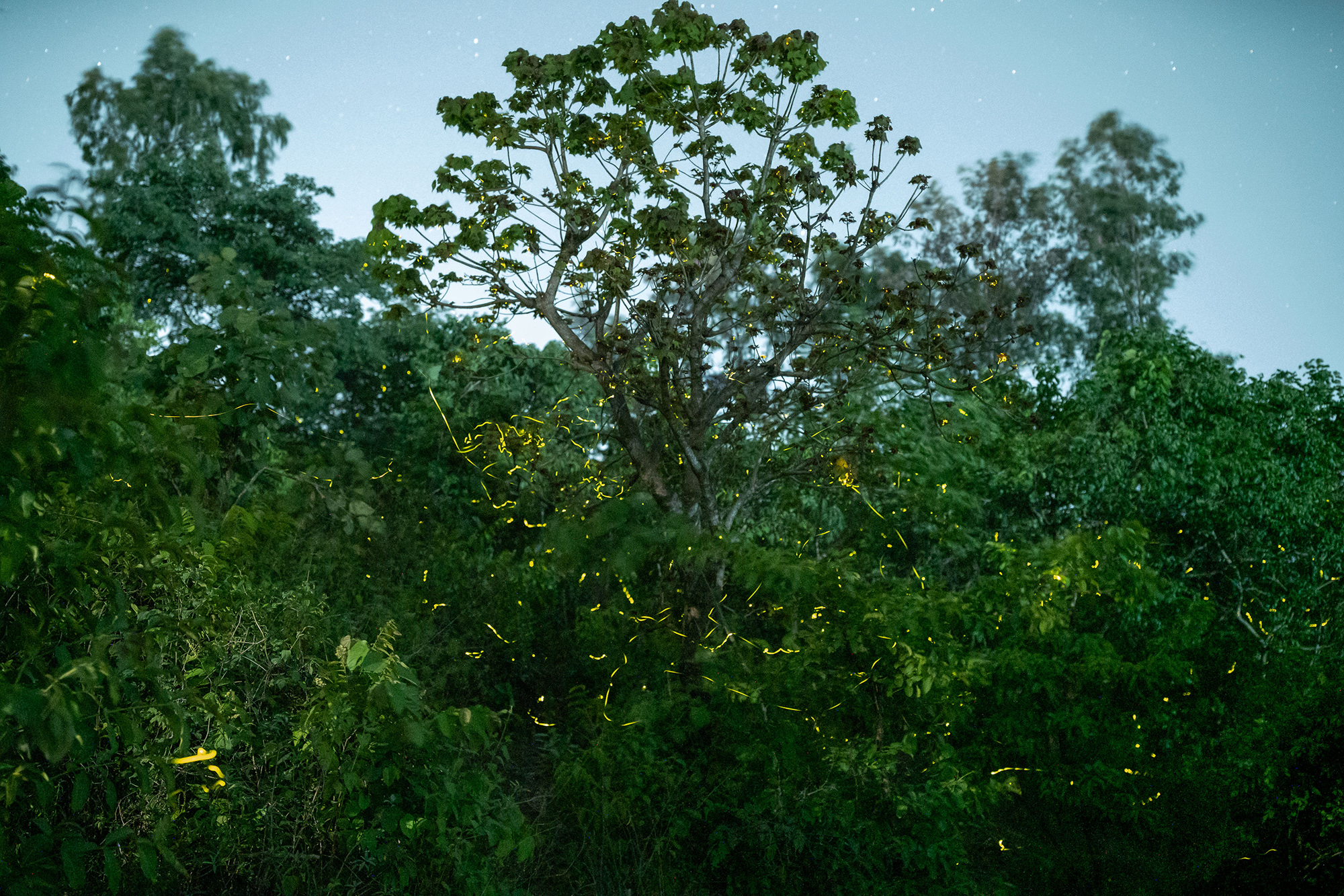 Dimming the glow of firefly festivals in Maharashtra