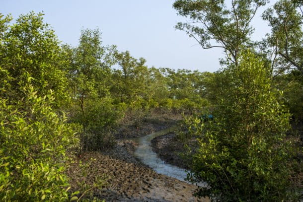 The reality of saving young mangroves in the Sundarbans