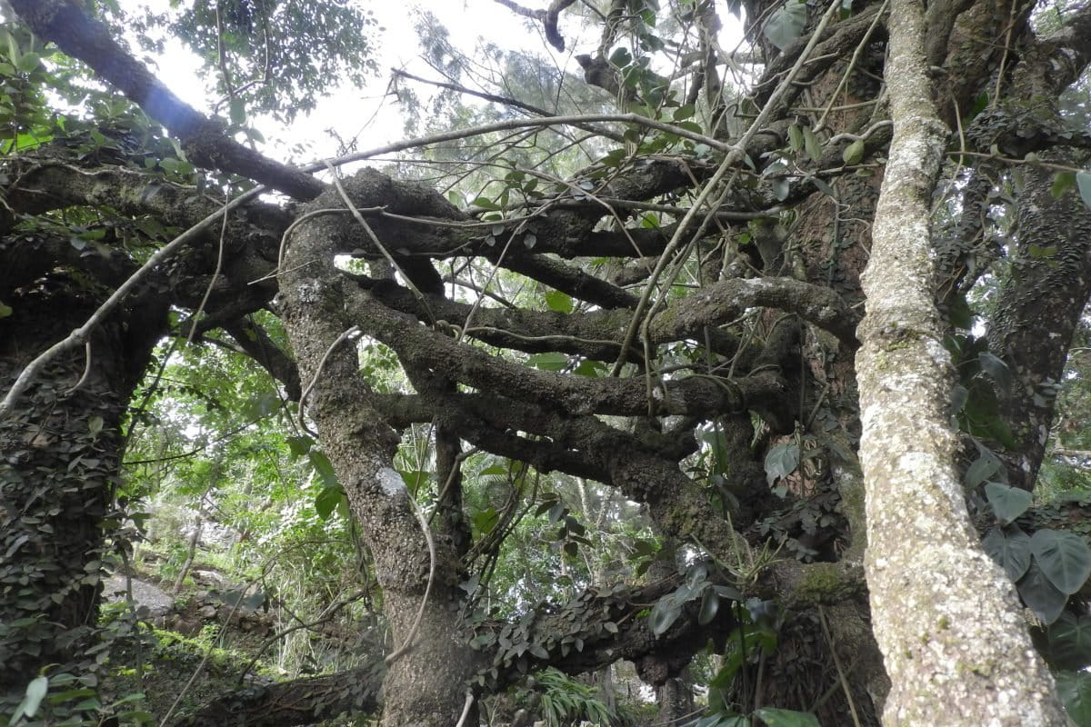 [Explainer] Woody climbers, lianas, embody the inter-connectedness of a forest