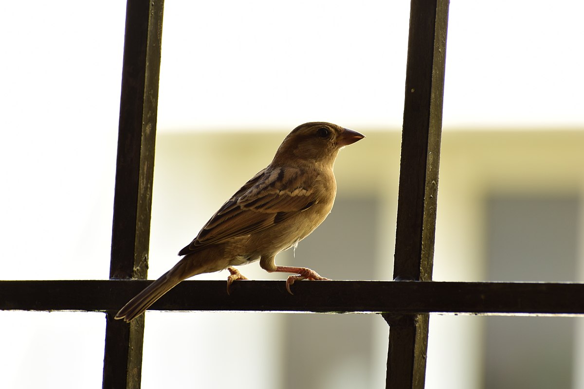 [Book Review] 'First Steps' tracks the beginnings of citizen science in ...