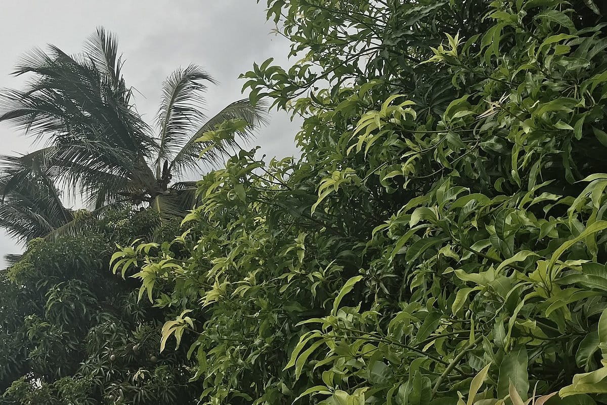 Coconut-based integrated farming could help sequester carbon, improve ...