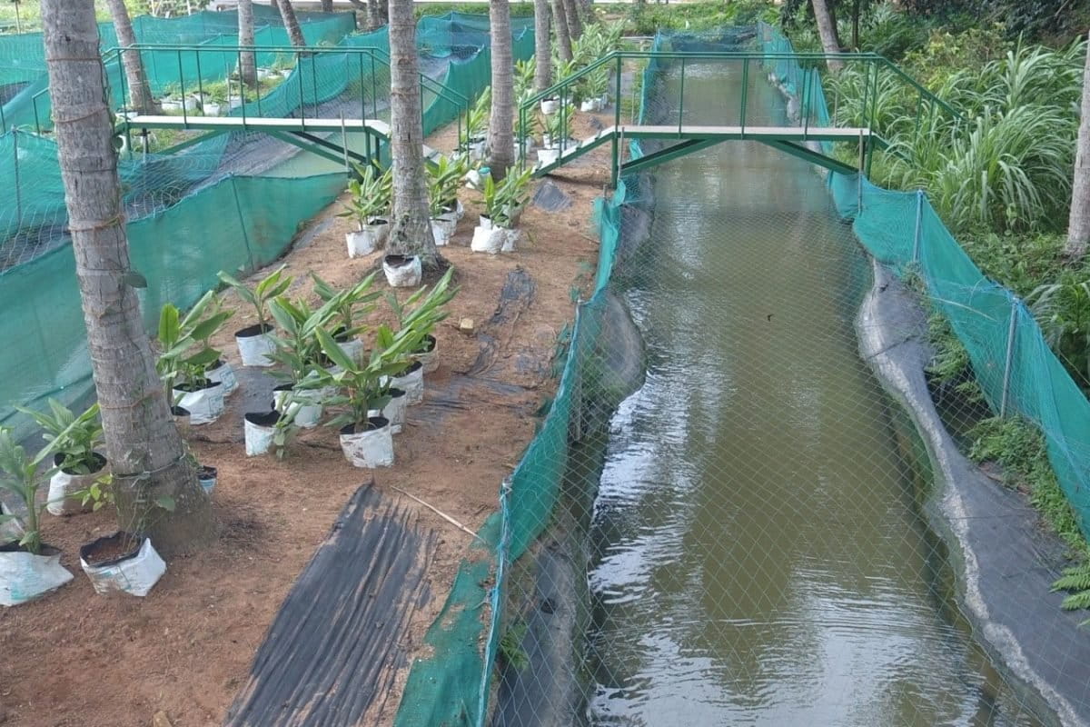 Coconut-based integrated farming could help sequester carbon, improve ...