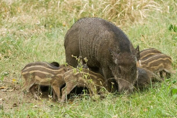 Large grass-munching herbivores can stabilise soil carbon