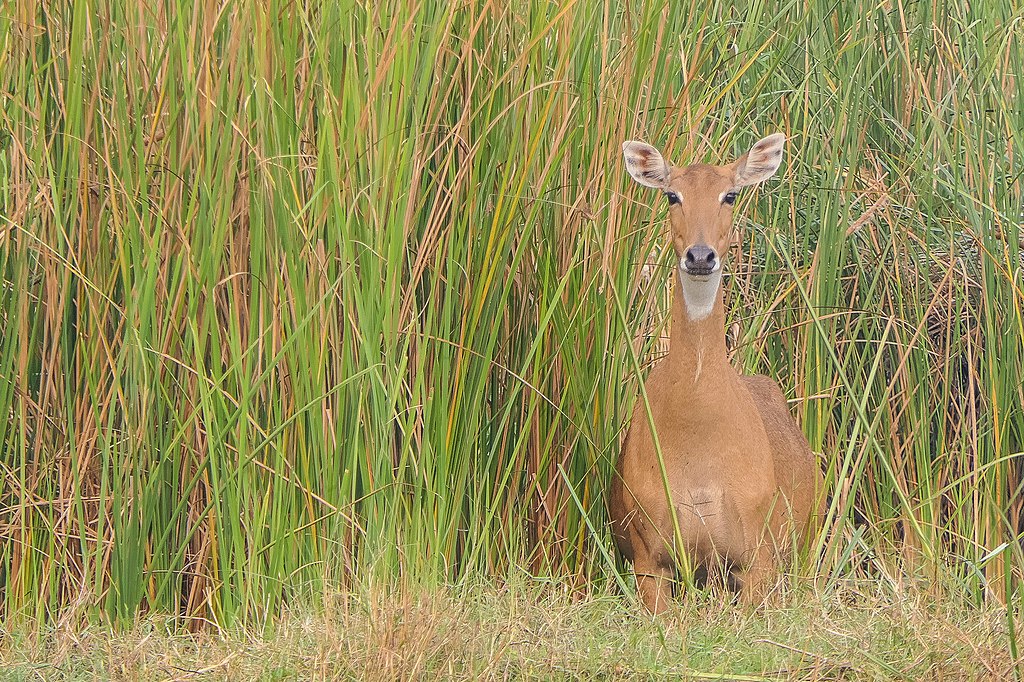 Large grass-munching herbivores can stabilise soil carbon
