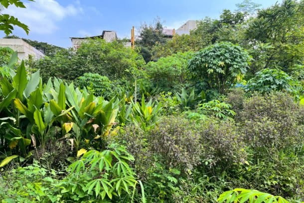 Urban farms offer a fresh perspective on managing kitchen waste and ...