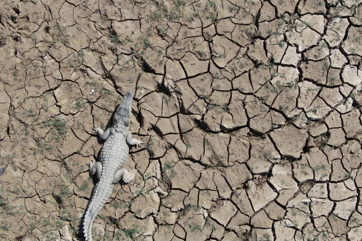 Identifying individual mugger crocodiles using drone technology to ...