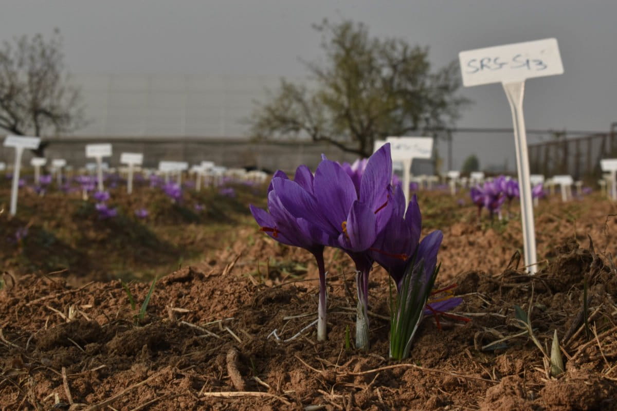 Tinkering with saffron's genetic makeup to develop climate resilience