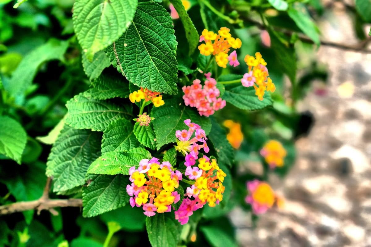 Grazing and invasive species impact food availability for wild ...