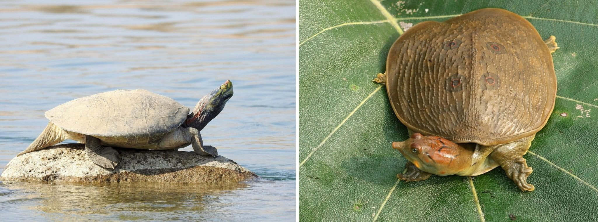 India garners international support to save two endangered freshwater ...