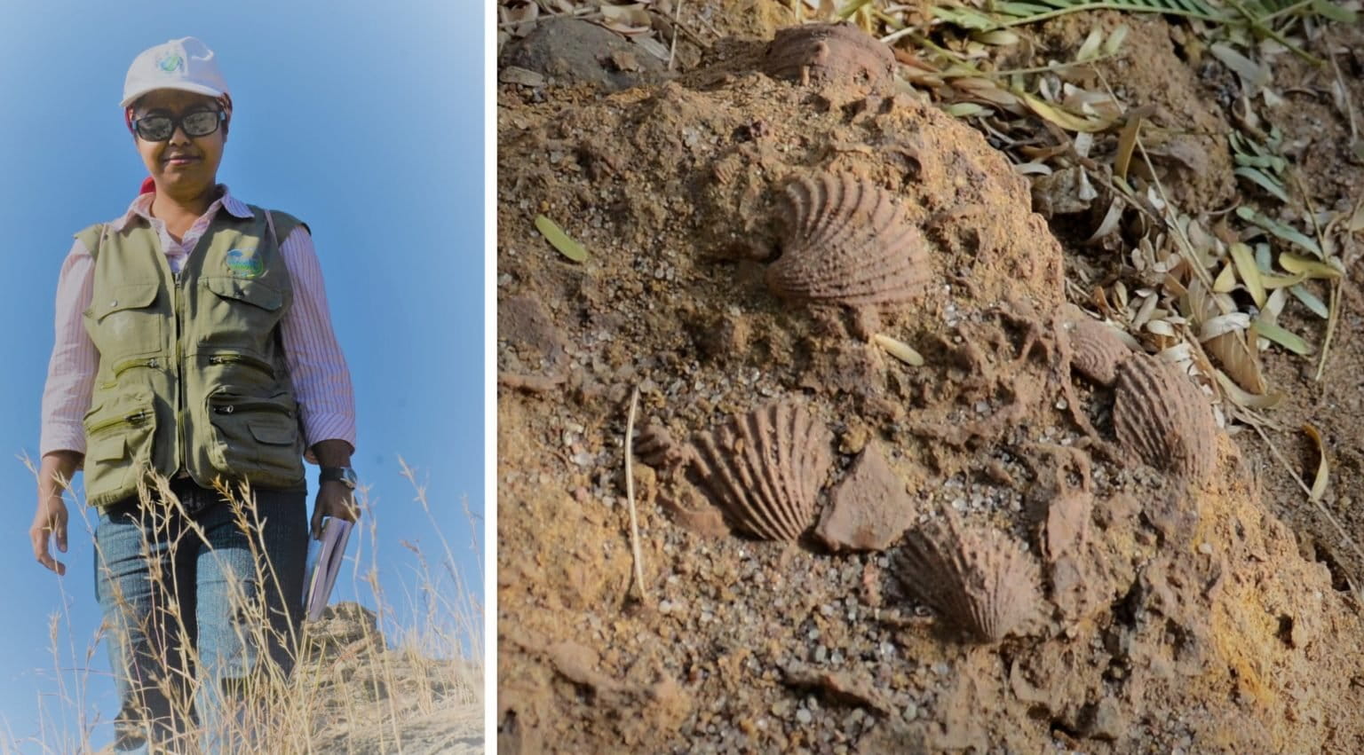 [Podcast] Imprints: Finding molluscs with Devapriya Chattopadhyay