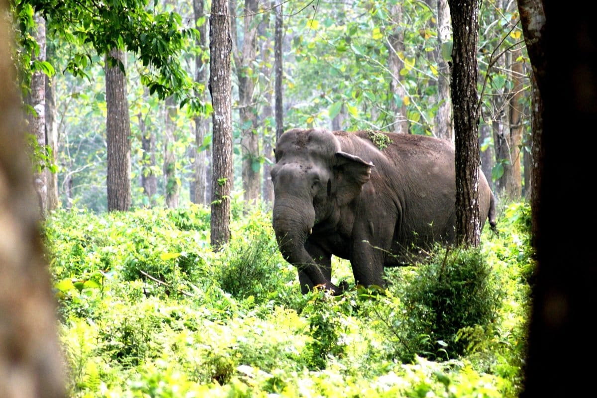 What's for lunch? Elephants are picky eaters finds study in northern ...