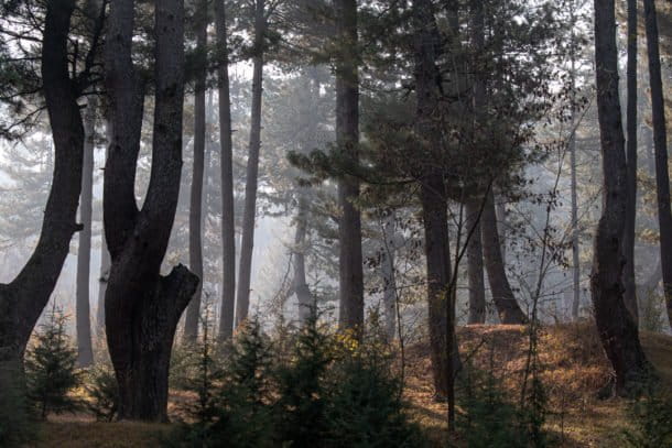 Passive forest restoration in Kashmir has improved soil and carbon sink