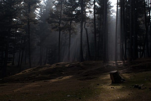 Passive forest restoration in Kashmir has improved soil and carbon sink