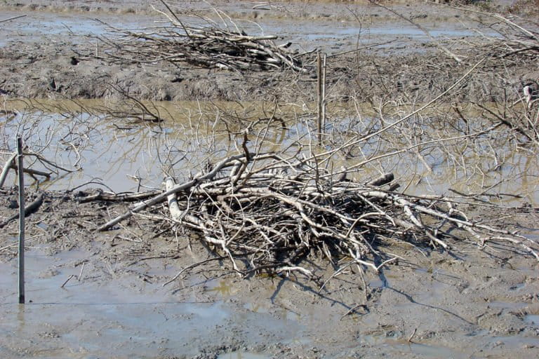 Shielding hijol, a floodplain tree, from climate impacts