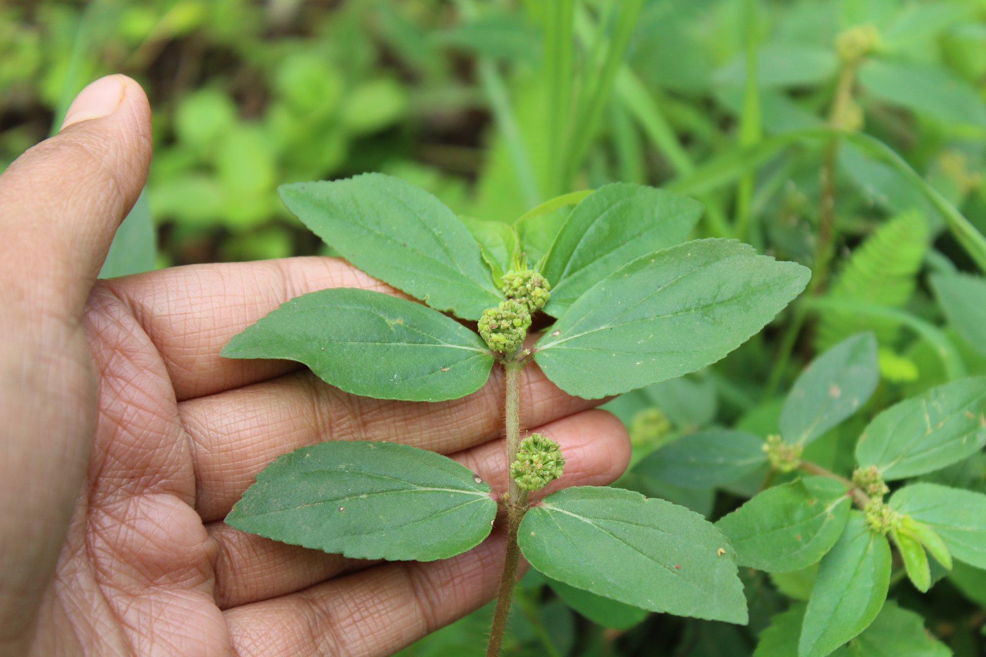 The role of urban foraging in building climate-resilient food systems