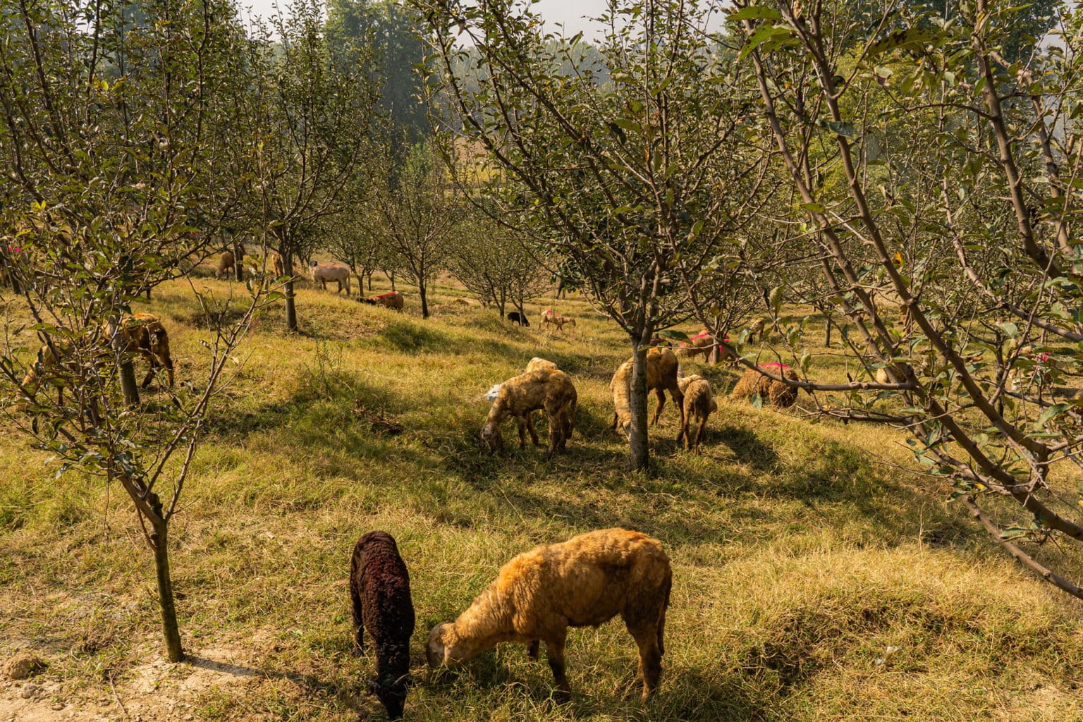 Karewas: Nourishing soils of Kashmir crumble under infrastructure