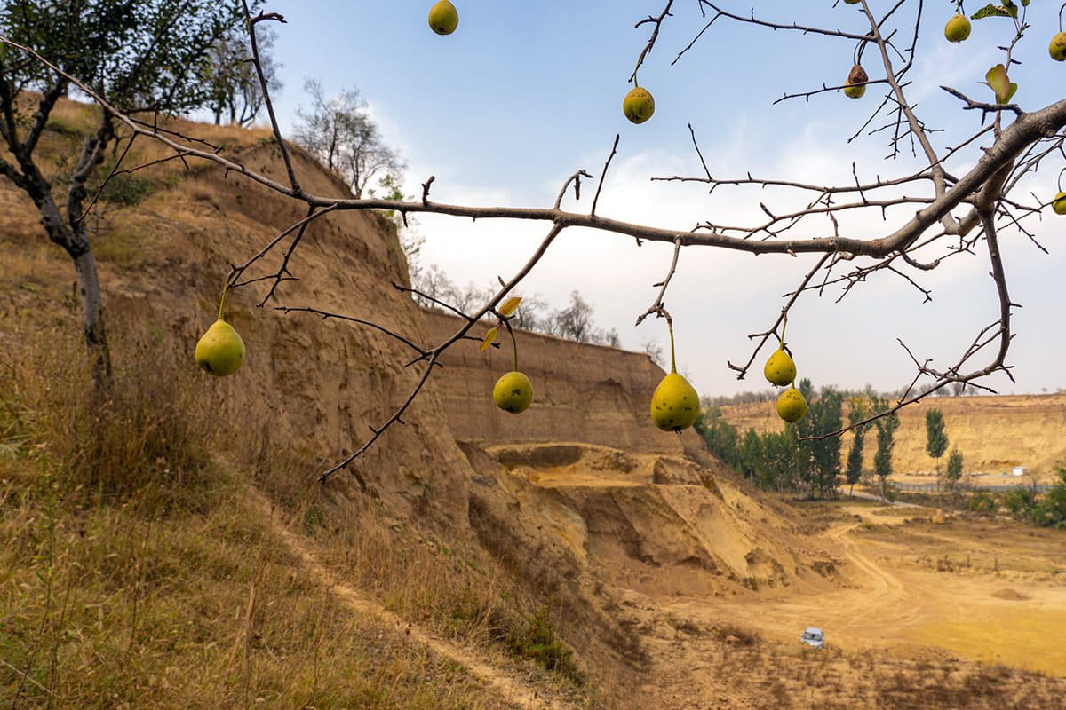 Karewas: Nourishing soils of Kashmir crumble under infrastructure